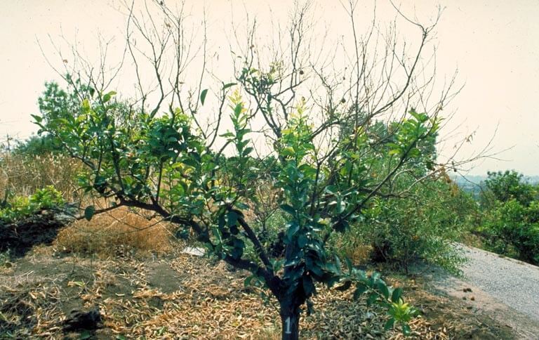 ΚΟΡΥΦΟΞΗΡΑ – ΜΙΑ ΣΗΜΑΝΤΙΚΗ ΑΣΘΕΝΕΙΑ ΤΩΝ ΕΣΠΕΡΙΔΟΕΙΔΩΝ – Garden Genesis ...
