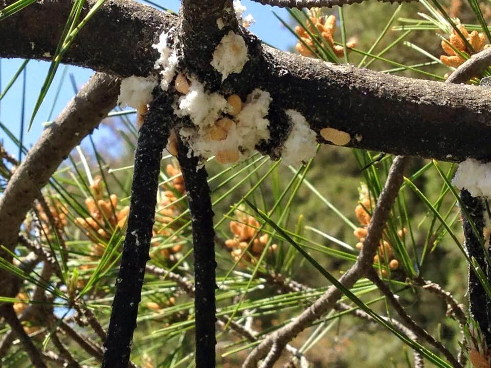 ΒΑΜΒΑΚΙΑΣΗ ΤΩΝ ΠΕΥΚΩΝ – ΜΙΑ ΣΗΜΑΝΤΙΚΗ ΠΡΟΣΒΟΛΗ ΤΩΝ ΠΕΥΚΩΝ – Garden ...