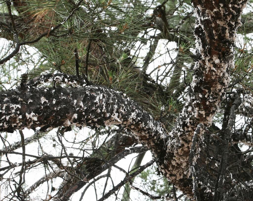 ΒΑΜΒΑΚΙΑΣΗ ΤΩΝ ΠΕΥΚΩΝ – ΜΙΑ ΣΗΜΑΝΤΙΚΗ ΠΡΟΣΒΟΛΗ ΤΩΝ ΠΕΥΚΩΝ – Garden ...