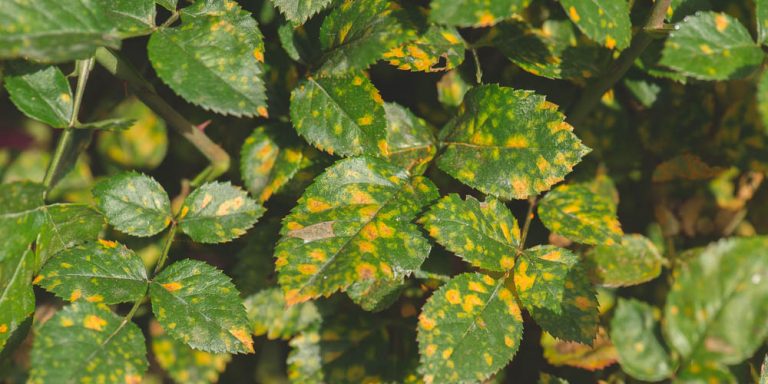 ΣΚΩΡΙΑΣΗ ΤΗΣ ΤΡΙΑΝΤΑΦΥΛΛΙΑΣ – Garden Genesis – Κατασκευές Κήπων και ...